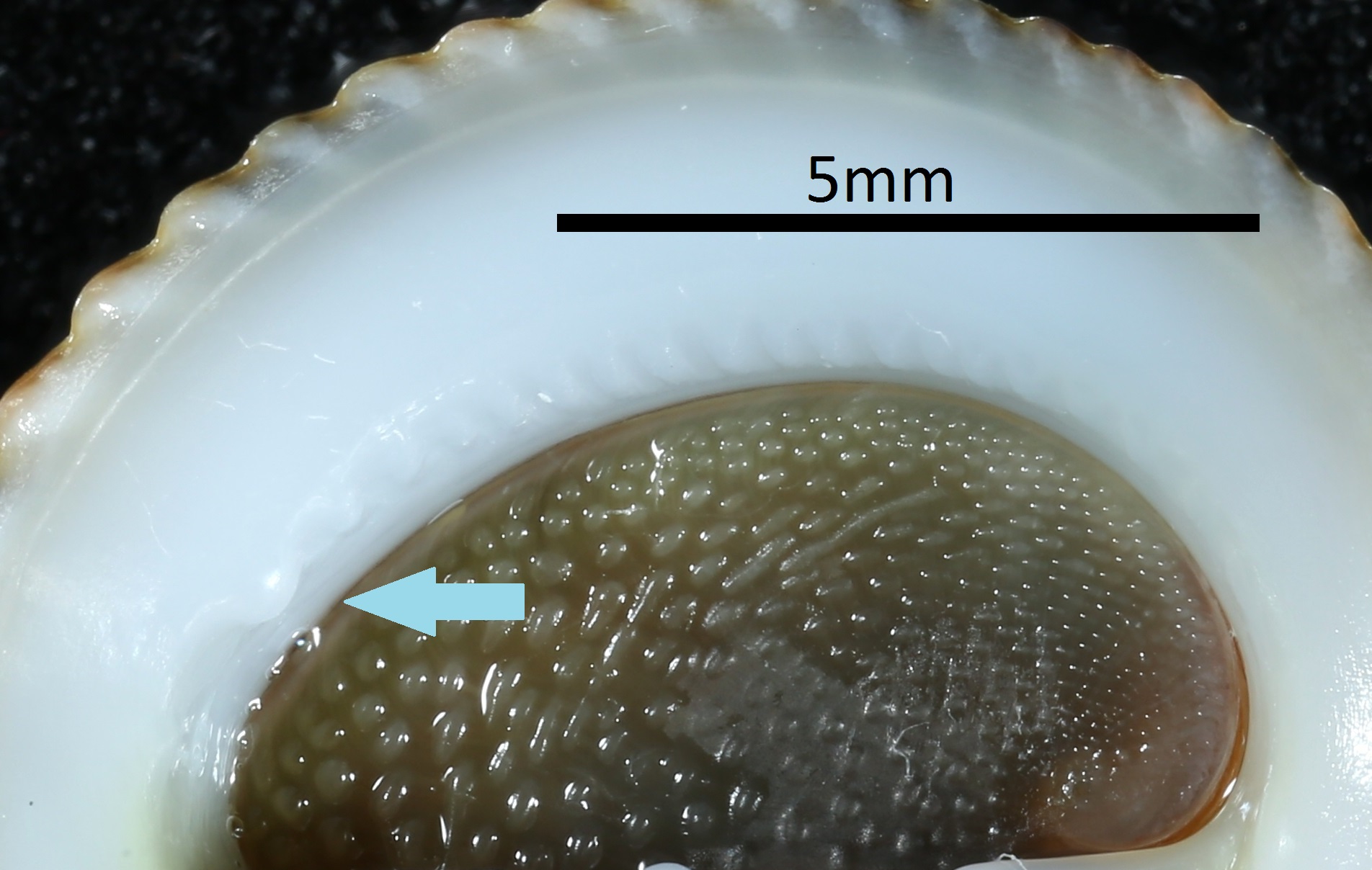 taxo4254 - Nerita undata